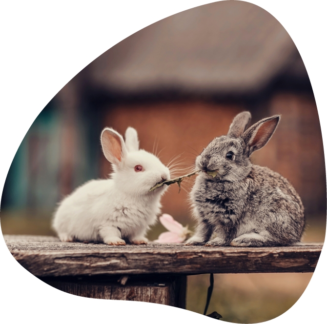 Mobile Rabbit Grooming Dubai | Rabbit Grooming Services | Bunny Grooming